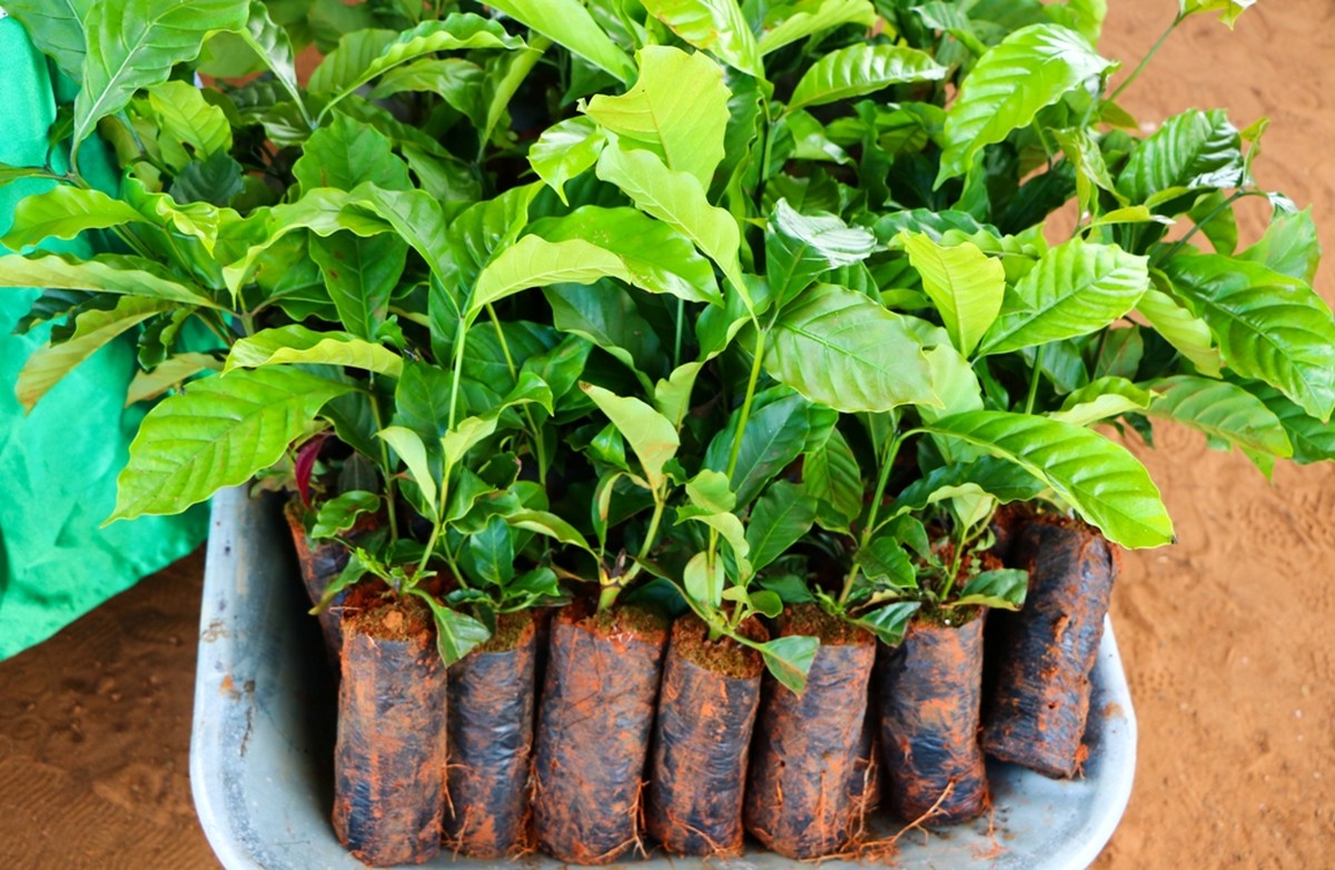 Mudas de café clonal são distribuídas para produtores rurais de Ji ...