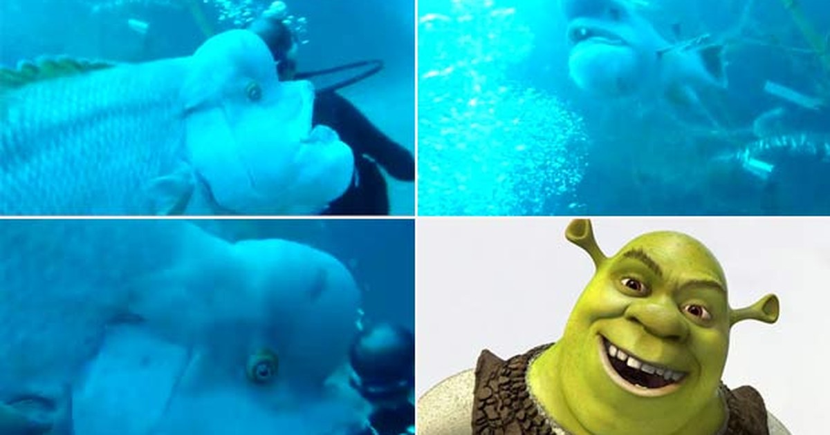 G1 - Mergulhadores filmam peixe com 'aparência de Shrek' - notícias em ...