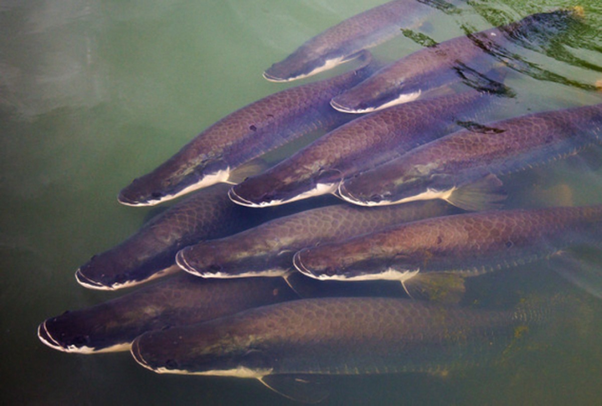 Pirarucu com mais de 2 metros e outros 'gigantes' do rio Madeira; veja ...