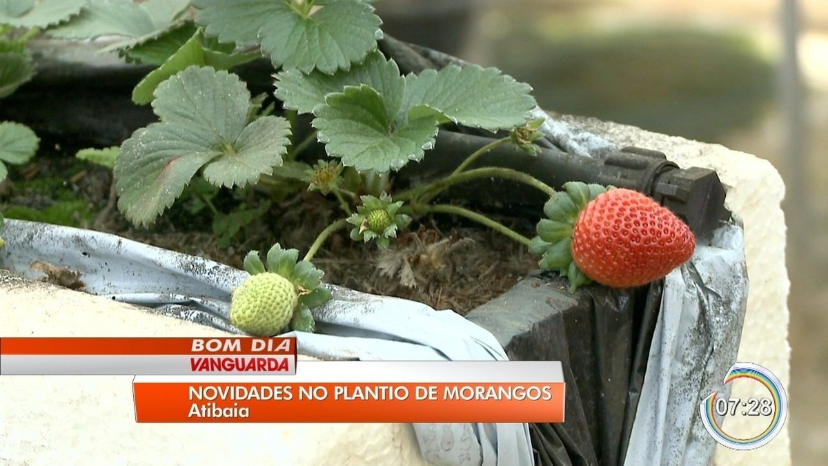 Produtores adotam novas formas de plantio de morango em Atibaia, SP ...