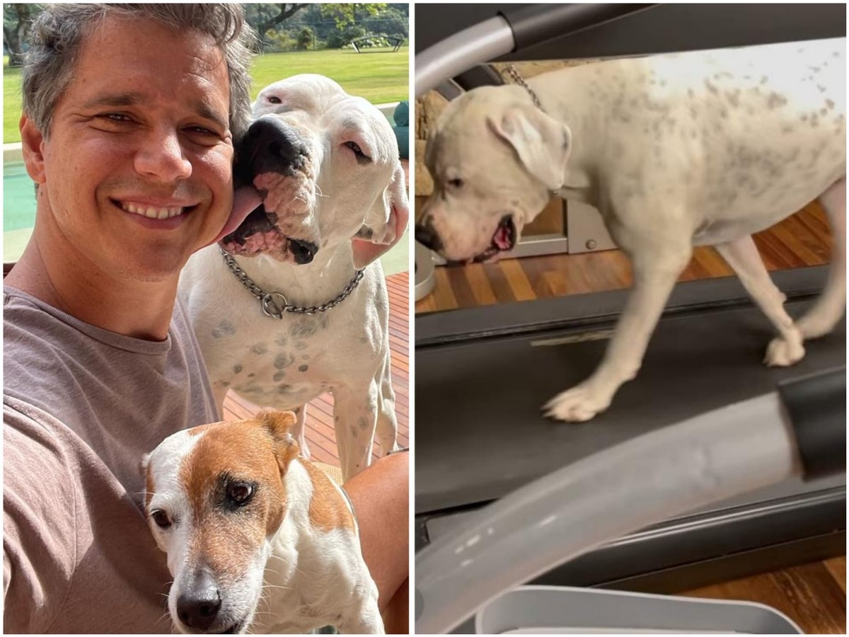 Márcio Garcia tem academia em casa e cão 'invade' esteira | Casas de ...