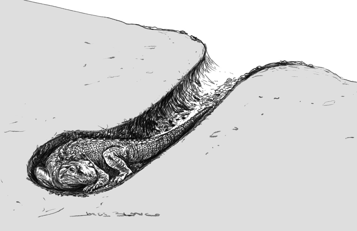 Primeira Paleotoca Do Fim Da Era Dos Dinossauros Da América Do Sul é