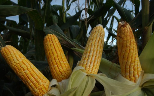 Área plantada de milho na África do Sul em 2020 deve aumentar em 10% ...