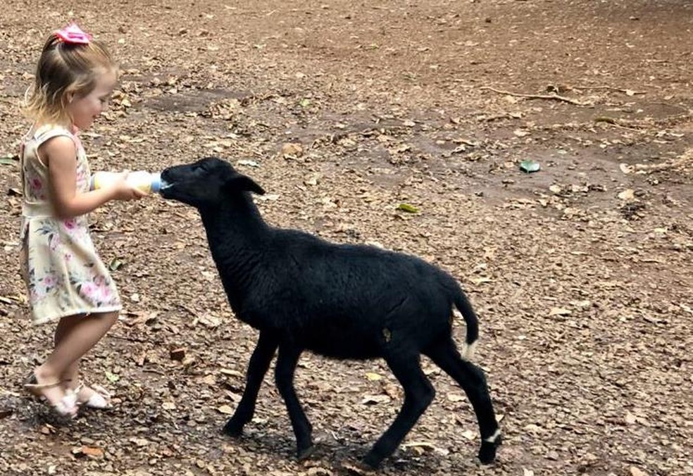 Família de SC adota carneiro como animal de estimação: 'Faz a alegria ...