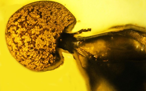 Este inseto é o primeiro descrito a partir de um cocô fossilizado ...