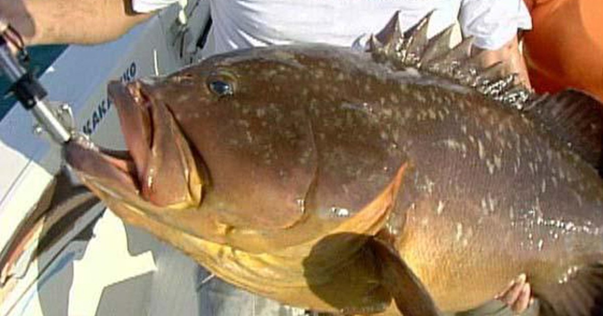 G1 - Garoupa - notícias em Fauna