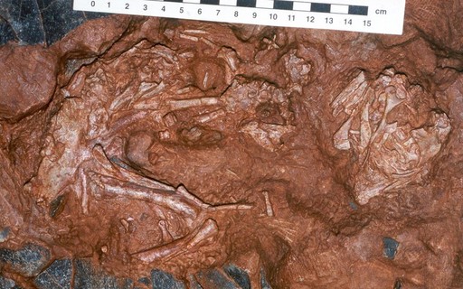 Após décadas perdido, ninho de dinossauro é identificado por cientista ...