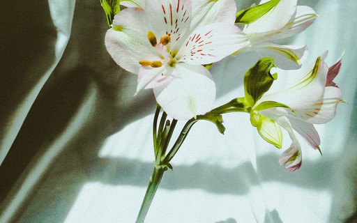 Como cultivar o lírio em casa: dicas e cuidados - Casa e Jardim ...