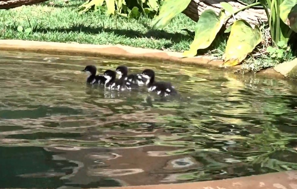 Nascimento de filhotes de pato-mergulhão é esperança para o futuro da ...