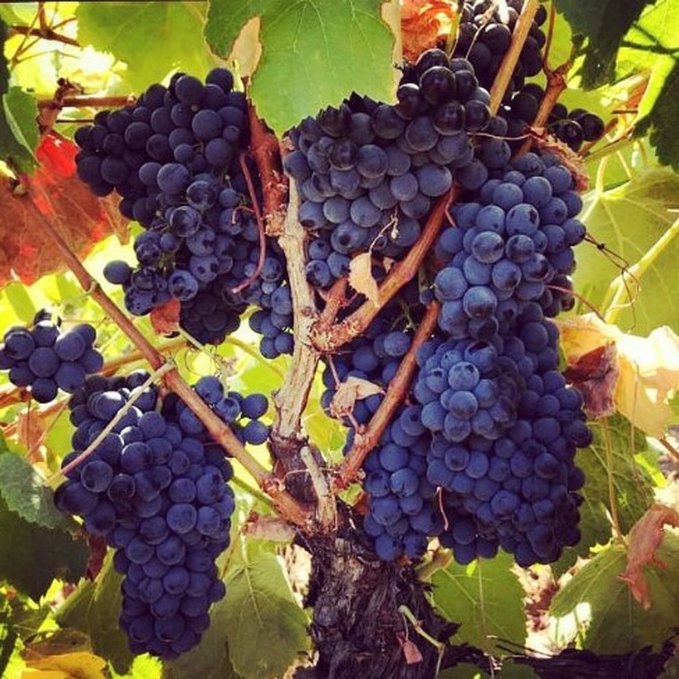 'Vinhos caros não dão preocupação. O que dá é produzir baratos com ...