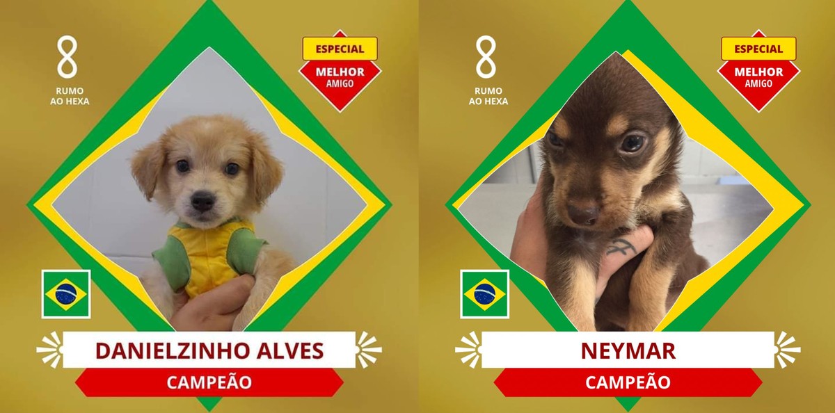 De Danielzinho Alves a Neymar, cães para adoção viram figurinhas da ...