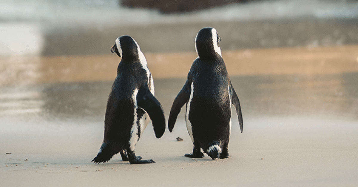 Na Austrália, pinguins machos acasalam e devem se tornar pais adotivos ...