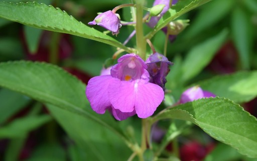 Beijo-de-frade: a flor delicada, ornamental e também comestível - Casa ...