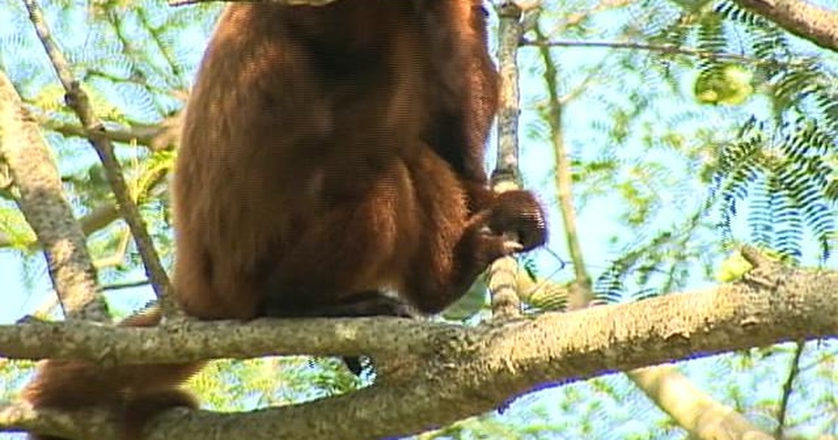 G1 - Programa Macacos Urbanos protege animais em Porto Alegre ...