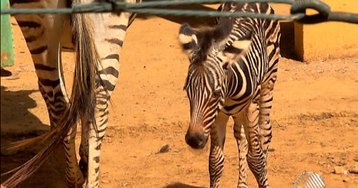 G1 - Zoológico de Salvador abre enquete para 'batizar' filhote de zebra ...