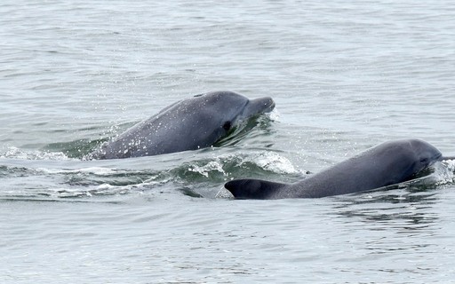 Botos amazônicos são vistos em novas áreas do Amapá, mostra estudo ...