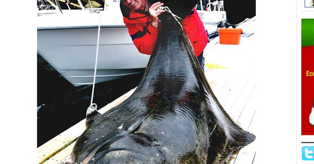 G1 - Pescador alemão pega 'peixe monstro' de 245 kg e 2,5 metros ...