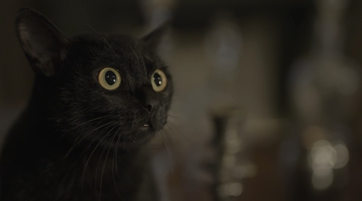 Gato León: descubra como são os bastidores das gravações do misterioso ...