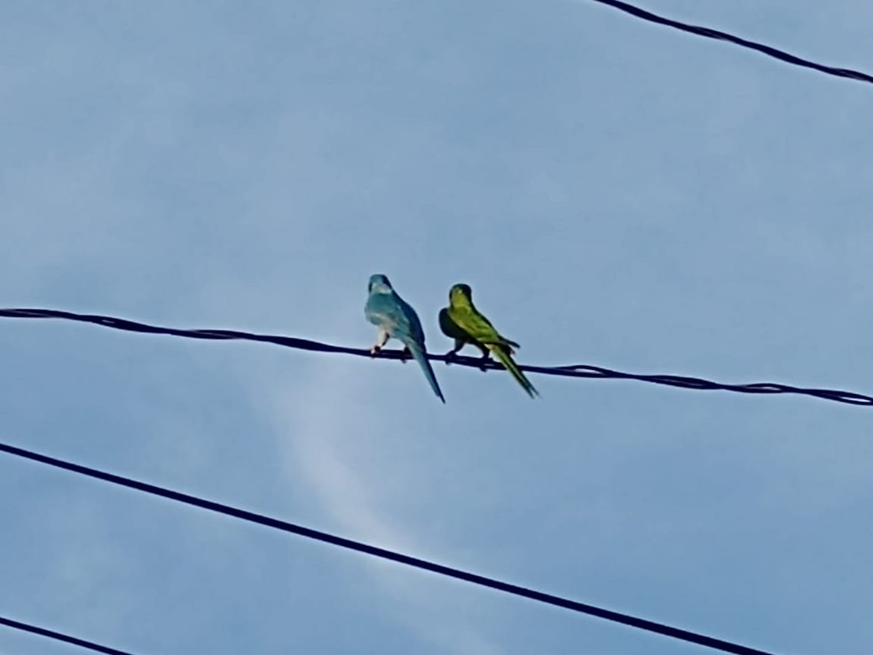 Maritaca azul é registrada em Rio Claro (SP); ave é considerada mutante ...