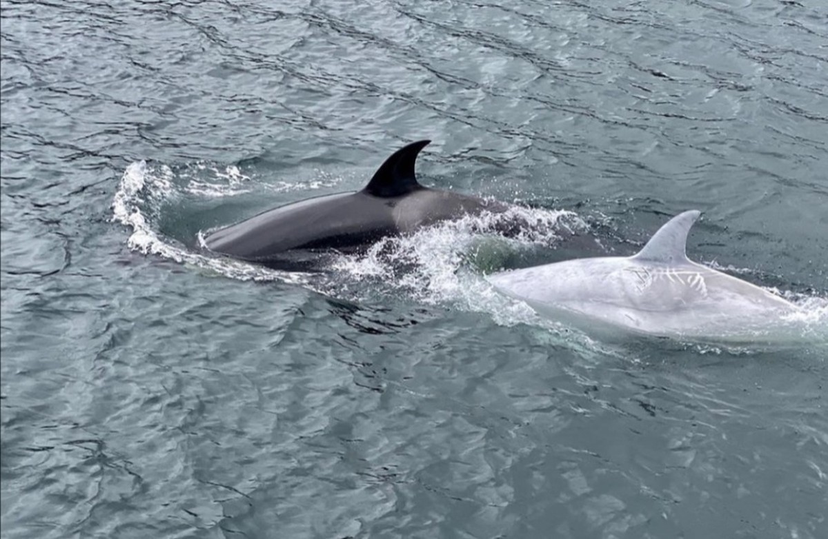 Rara baleia orca branca é vista no Alasca | Natureza | G1