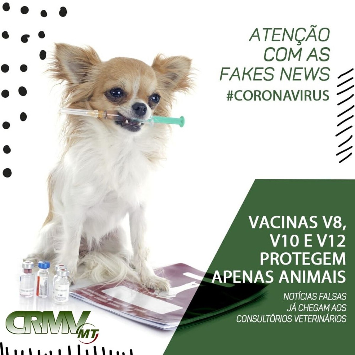 Vacina para cães não previne Covid-19 e não deve ser usada em humanos ...