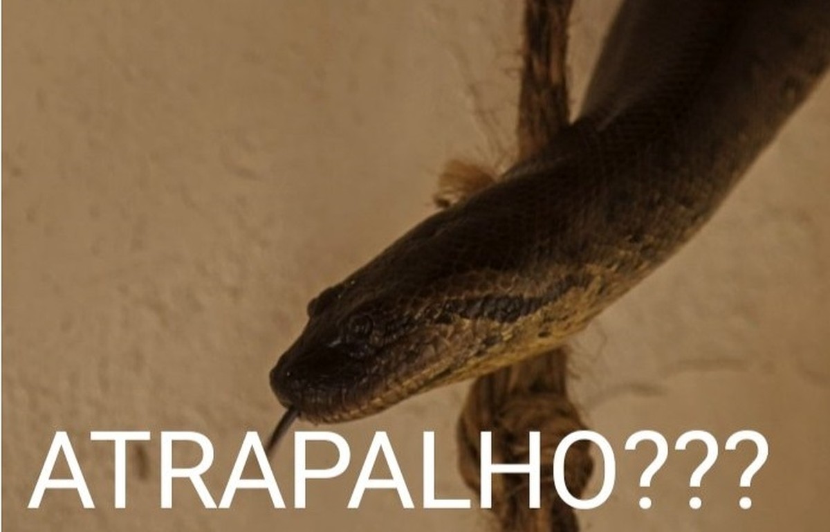 Web aplaude Velho do Rio 'invadindo' tapera em meio à transa de Tadeu e ...