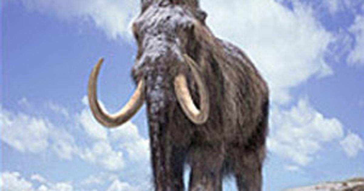 G1 - Mamutes tinham sangue 'anti-congelamento', diz estudo - notícias ...