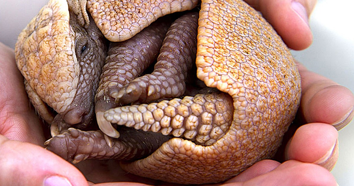 Filhotes De Tatu Bola - RETOEDU