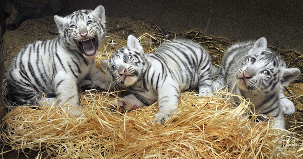 Natureza - Filhotes de tigres brancos brincam em zoológico na República ...