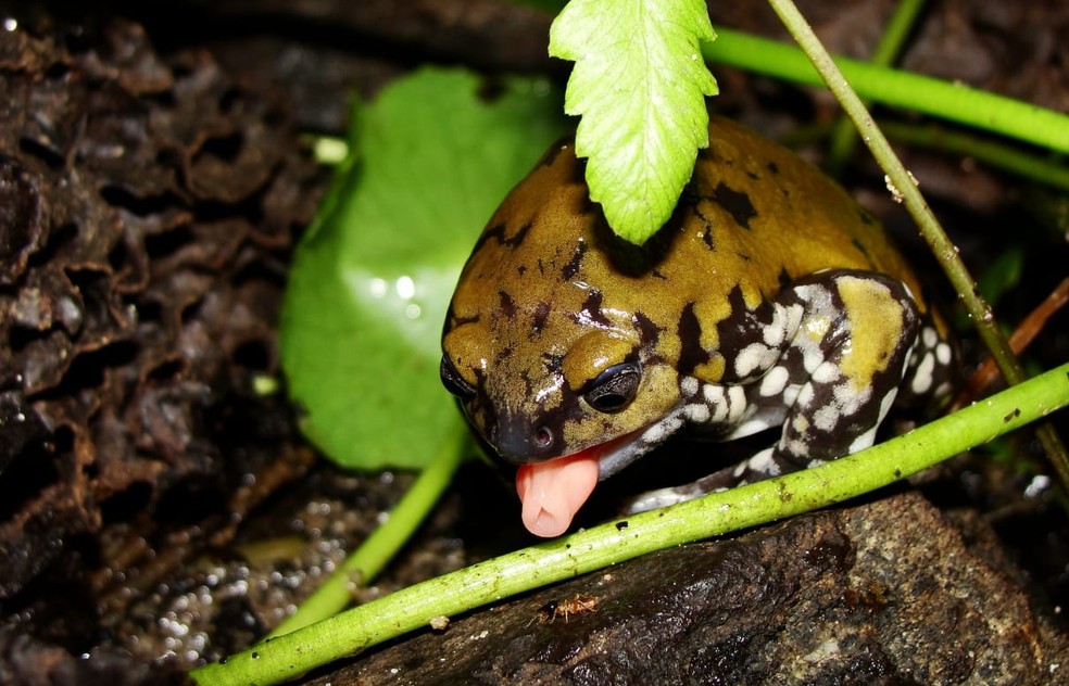 Registros da Caatinga revelam detalhes do bioma exclusivo do Brasil ...