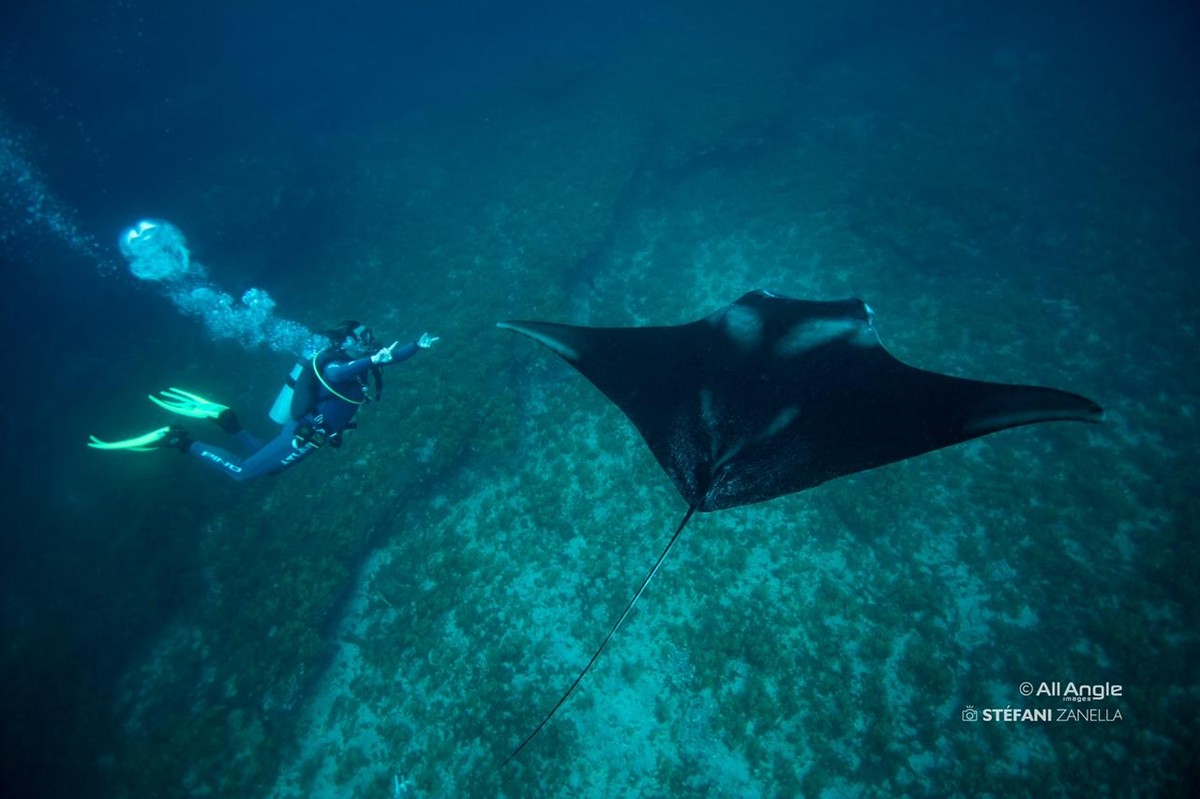 Nova espécie de raia-manta é investigada em Fernando de Noronha; veja ...