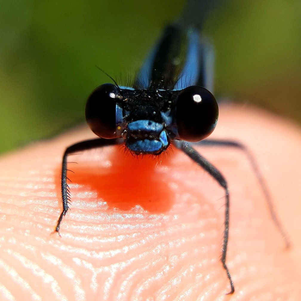 Insetos fascinam biólogo que fotografa espécies em detalhes | Terra da ...