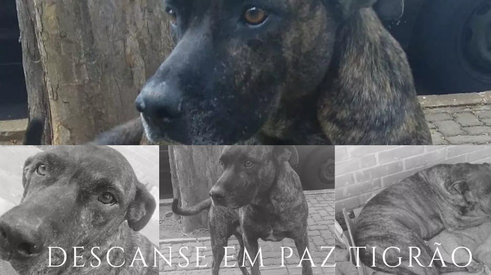 Laudo da morte de cachorro dentro de campus da UFU aponta causa ...