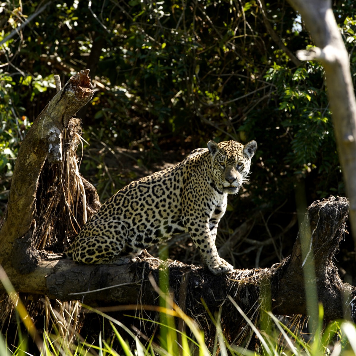 Reveja o programa especial 'Pantanal Capixaba' | TV Gazeta ES | Rede Globo