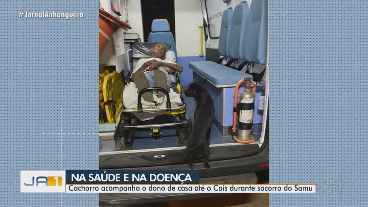 Cachorro Segue Dono Até Hospital E O Espera Passar Por Atendimento