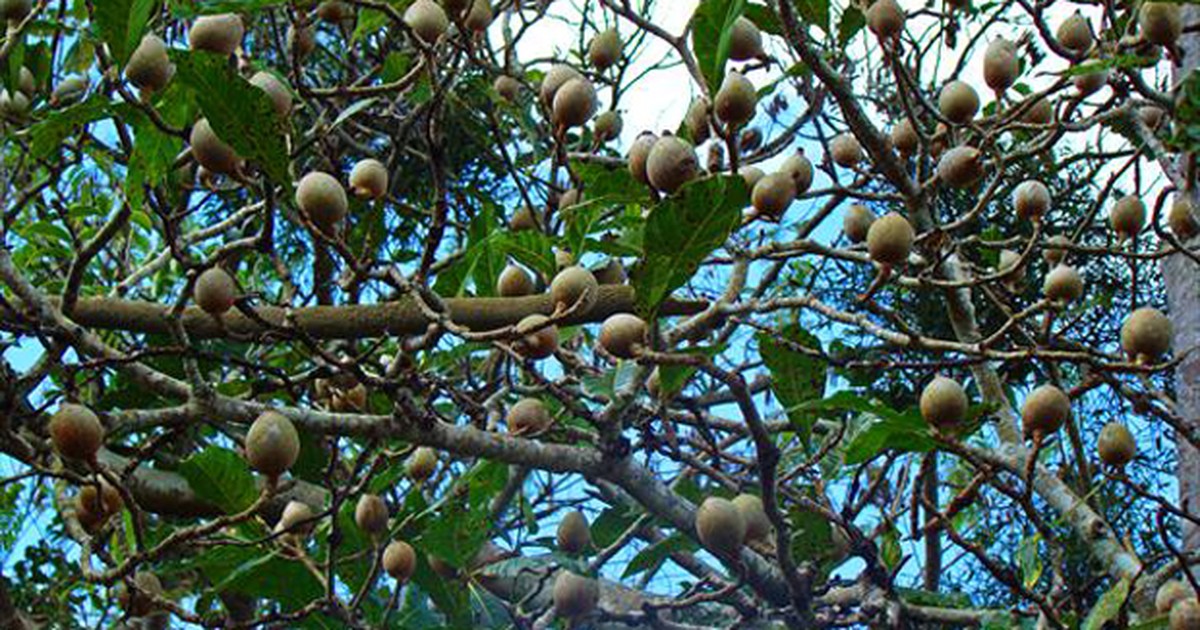 G1 - Jenipapo - notícias em Flora