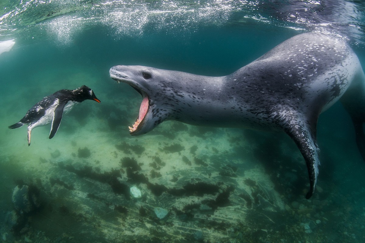 Flagrante de ataque de foca ganha prêmio internacional de fotografia ...