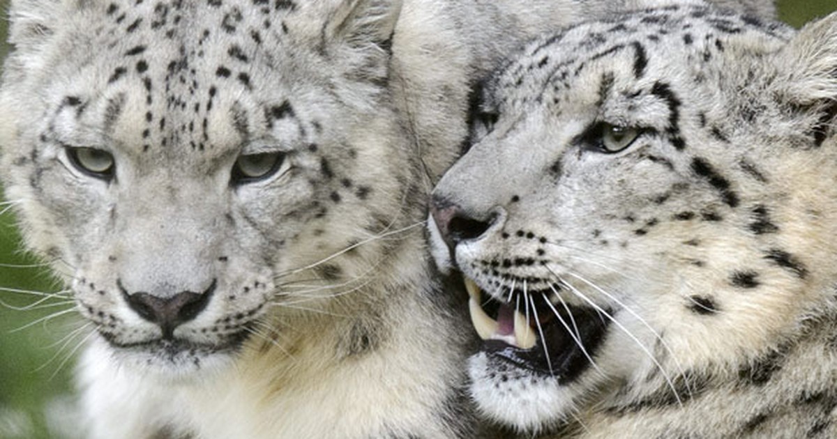 Natureza - Leopardos-das-neves são vistos em zoológico na Suíça