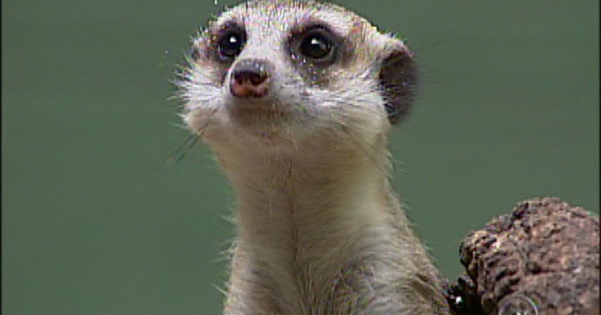 Qual animal o Timão? – techarex.net