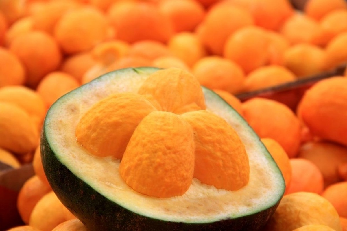 Fruto típico do Cerrado, pequi pode ajudar a prevenir diabetes, reduzir ...