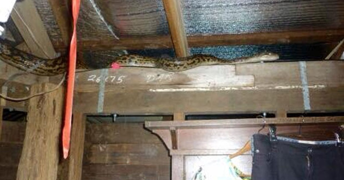 G1 - Cobra de 6 metros se esconde em casa na Austrália - notícias em ...