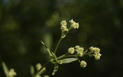 Fáfia: a planta ajuda no tratamento de anemia, diabetes e outras ...