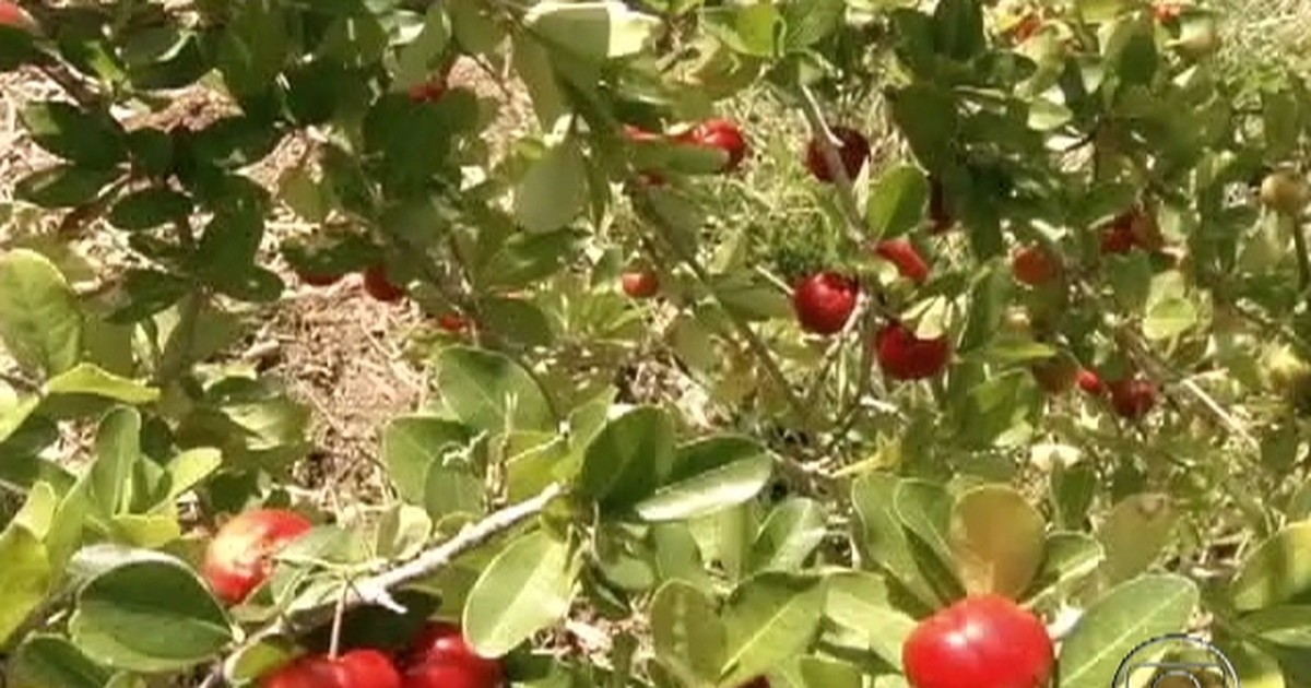 Agronegócios - Embrapa apresenta nova variedade de acerola desenvolvida ...