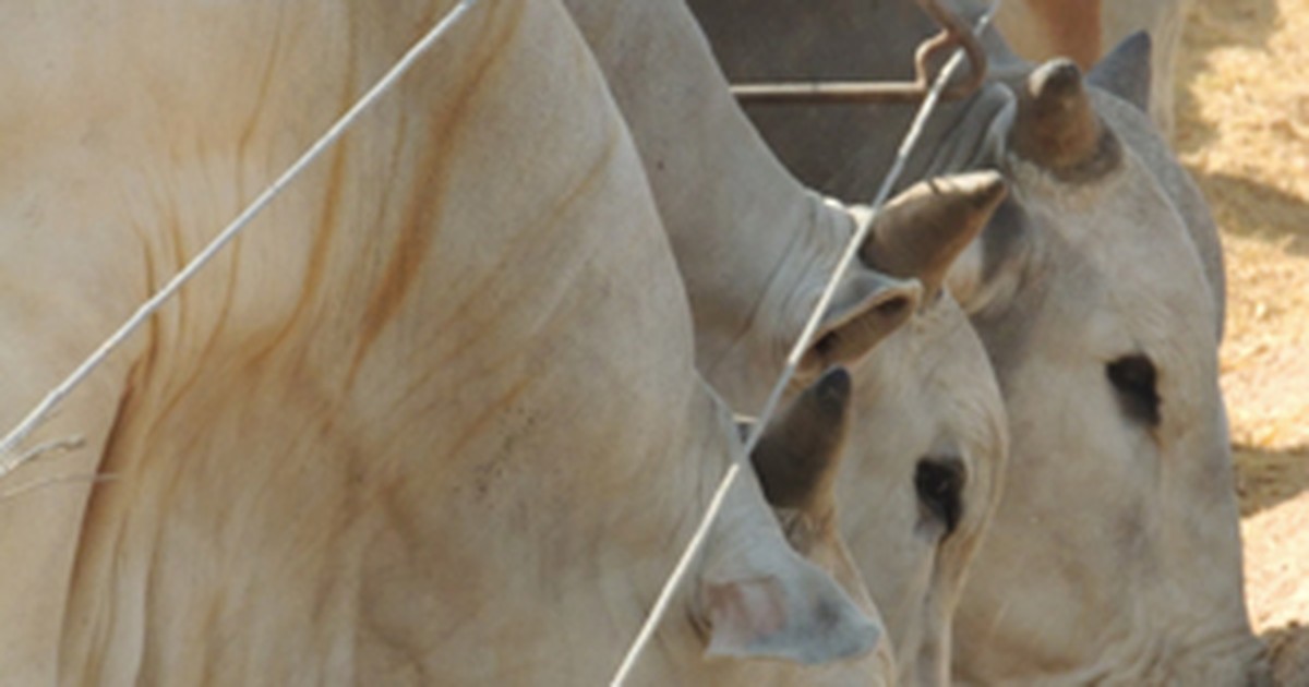 G1 - Adaptação e tecnologia aumentam exportação de carne e lucros em GO ...