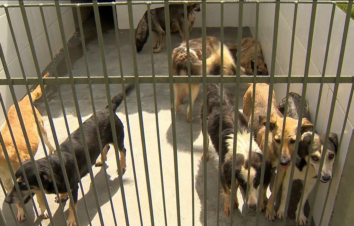 Canil Municipal terá que instalar câmeras de vídeo em Juiz de Fora ...