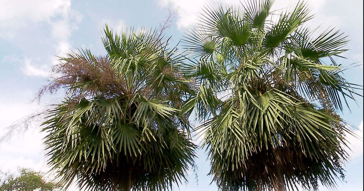 Agronegócios - Palmeira Carandá é usada para construção, artesanato e ...