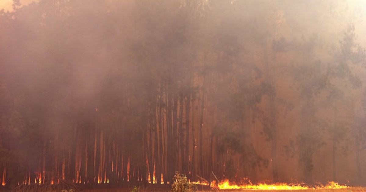 G1 - Incêndio na Floresta Nacional de Brasília já é o maior da história ...