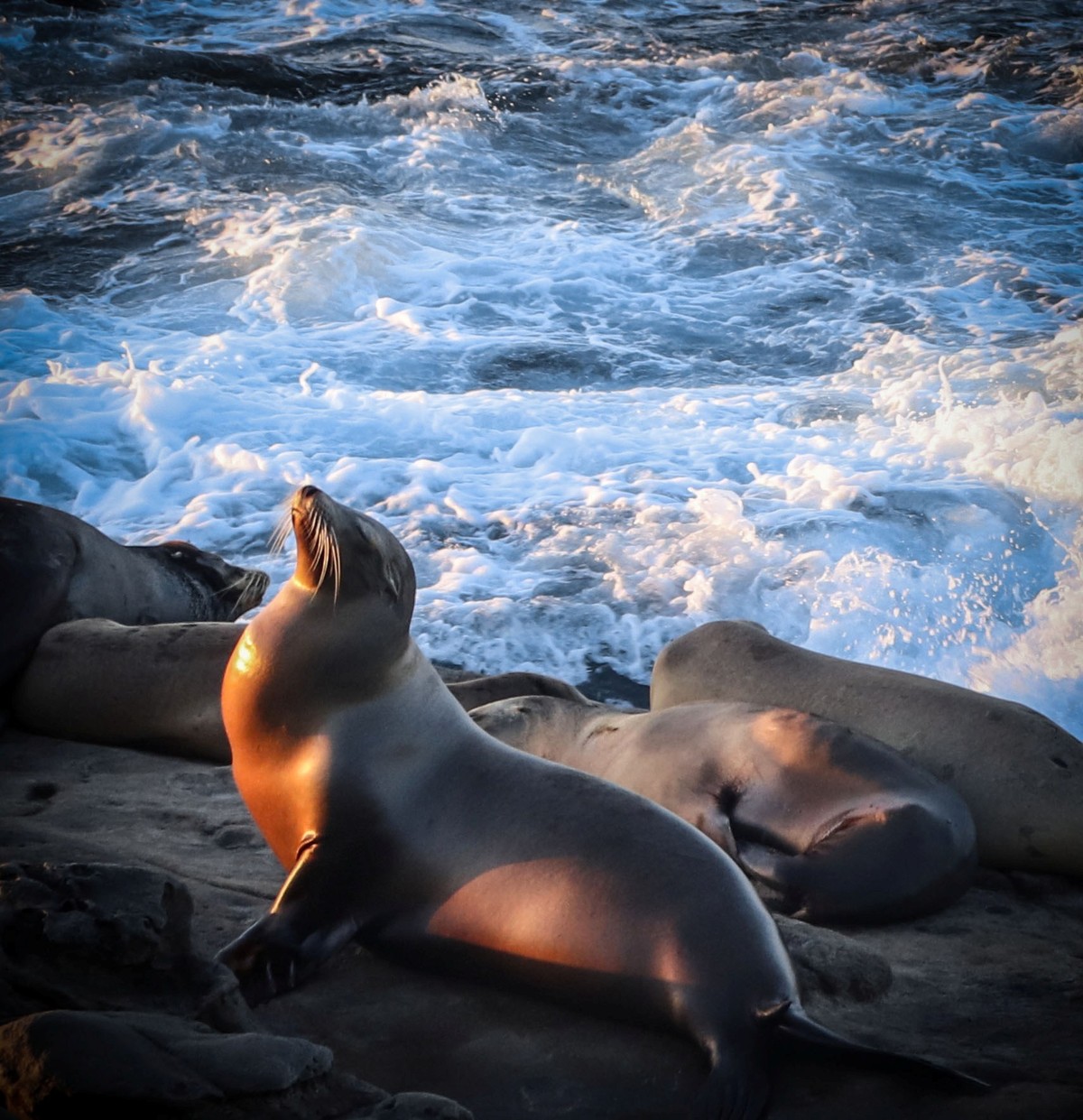 Leão-marinho é destaque no acervo de fotógrafa do Paraná | Vc no Terra ...