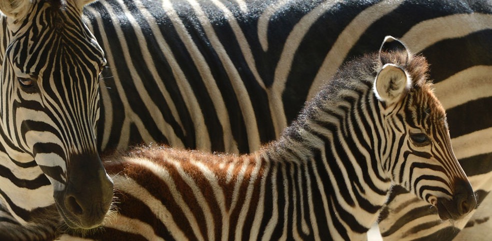 Zoológico egípcio é acusado de pintar burro para parecer zebra | Mundo | G1