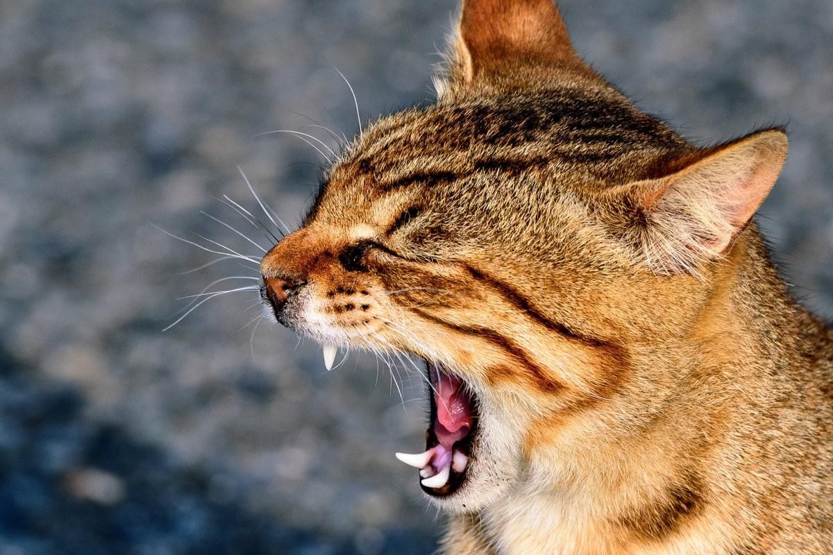 Tipos de miado: entenda o que o seu gato está querendo te falar ...